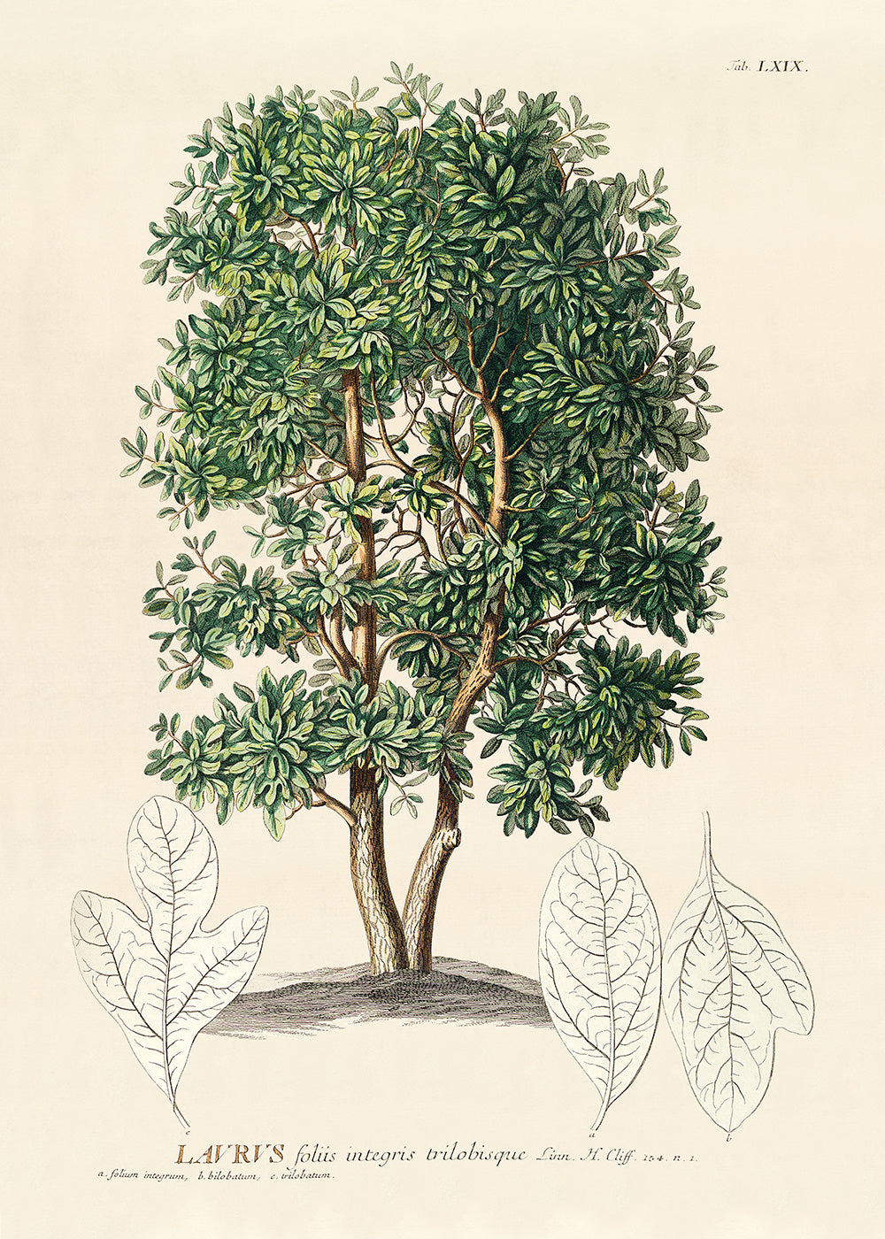 Trees (sub. Botany) – The Dybdahl Co.