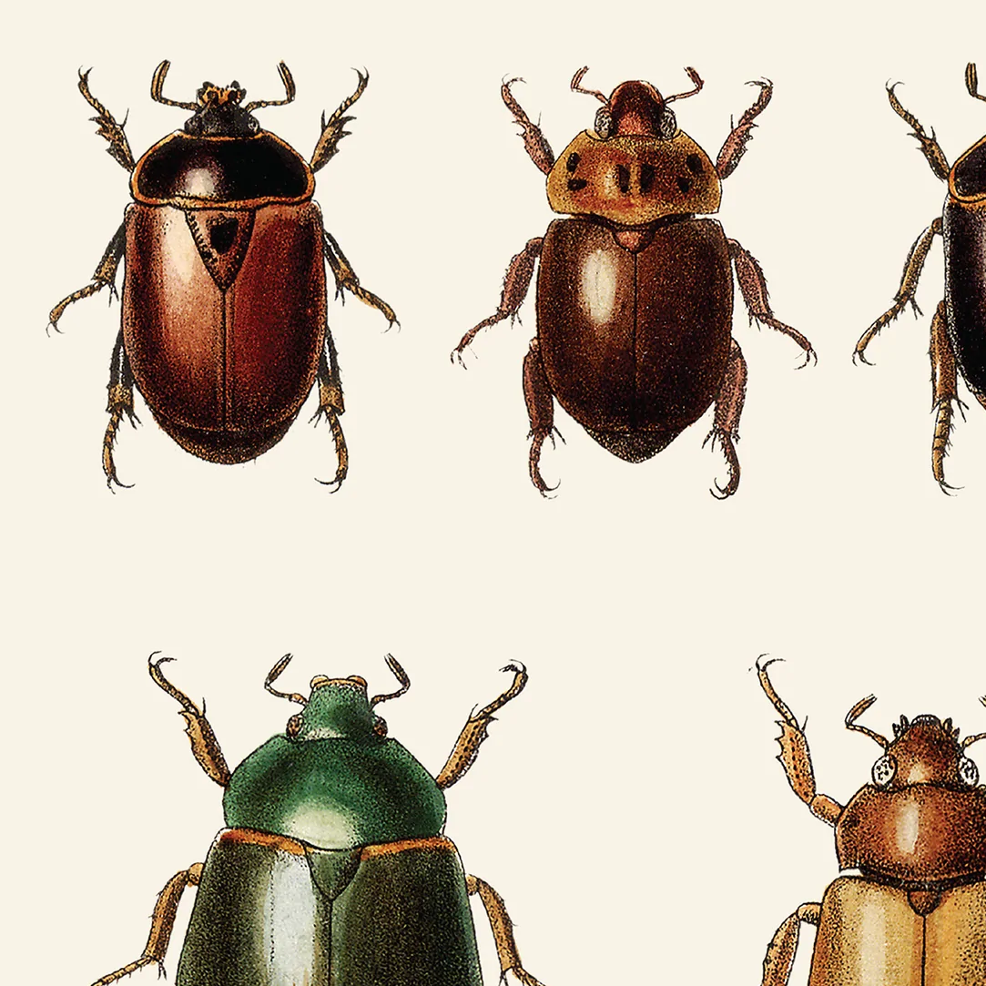Beetles – The Dybdahl Co.