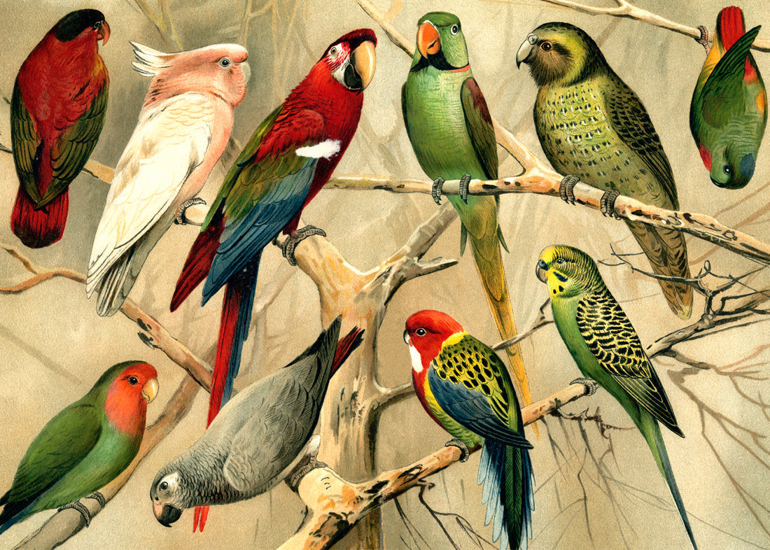 Birds (sub. Ornithology) – The Dybdahl Co.
