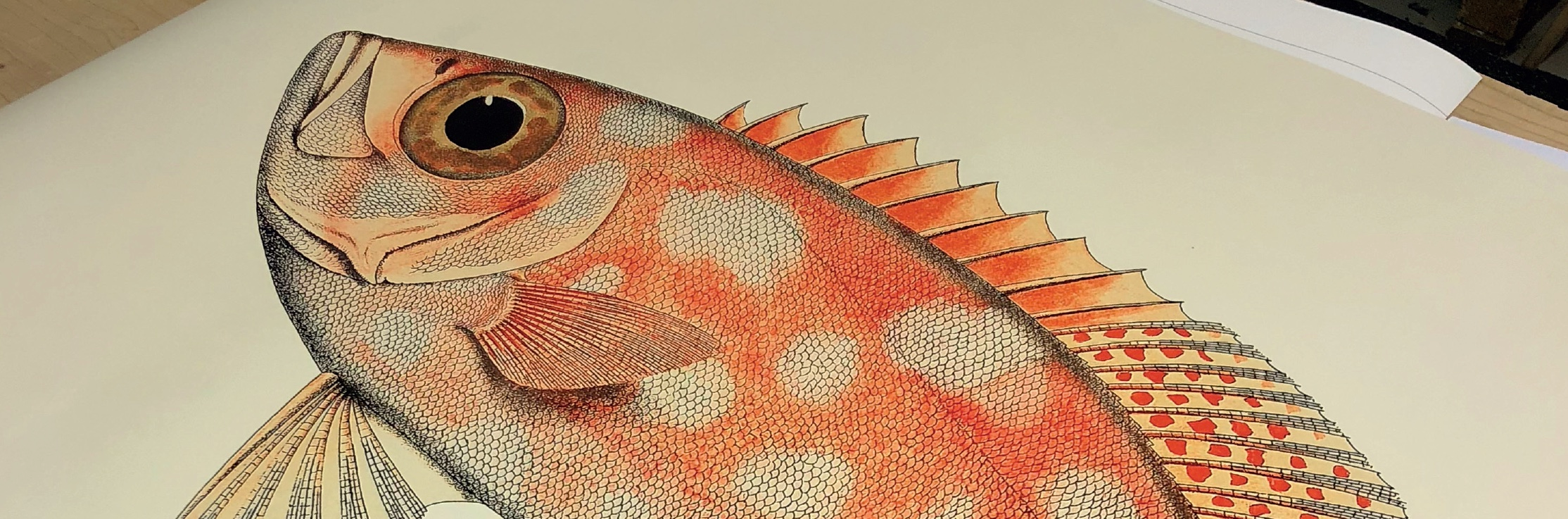 MEGA fish – The Dybdahl Co.