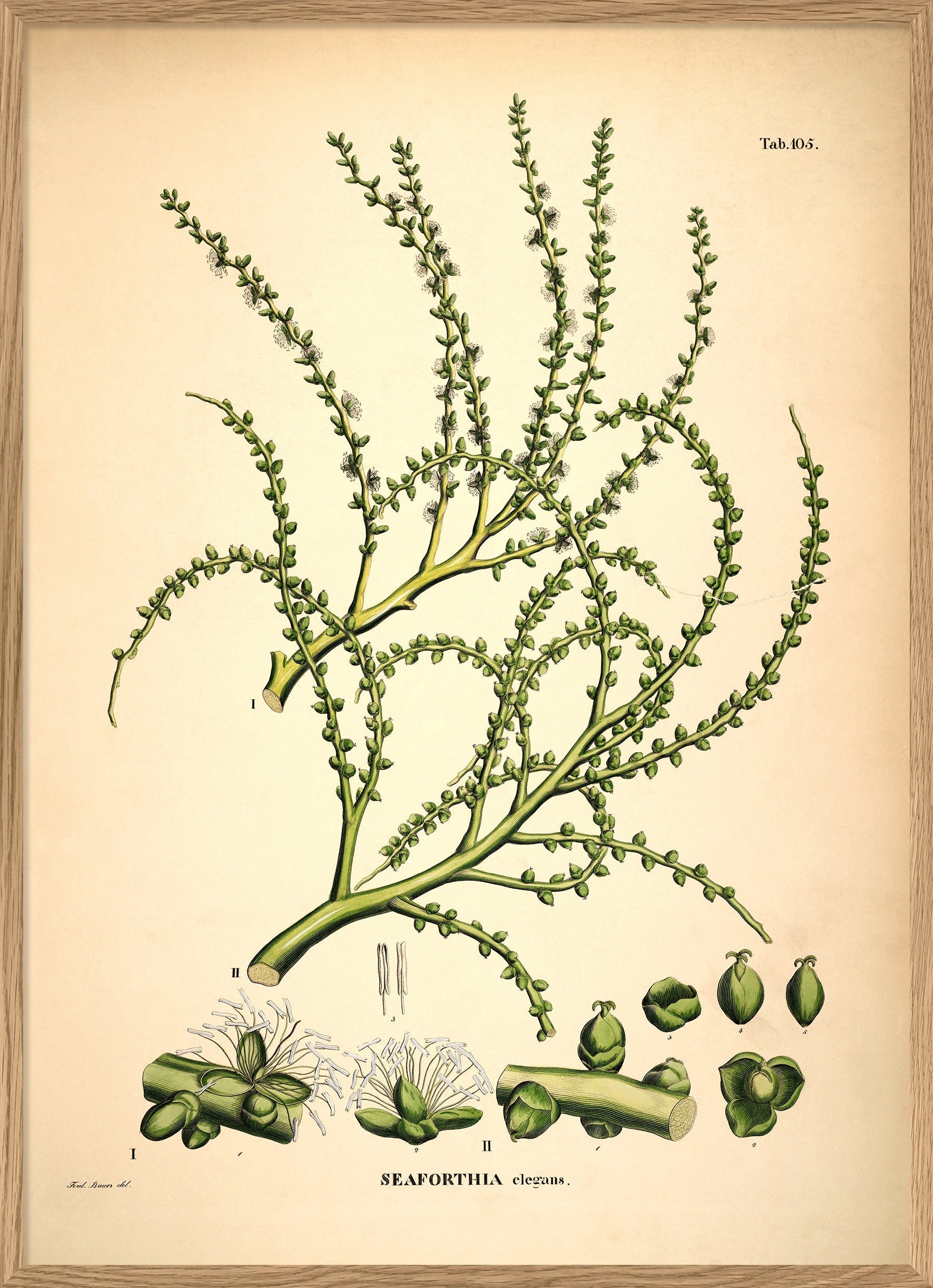 Seaforthia Elegans – The Dybdahl Co.