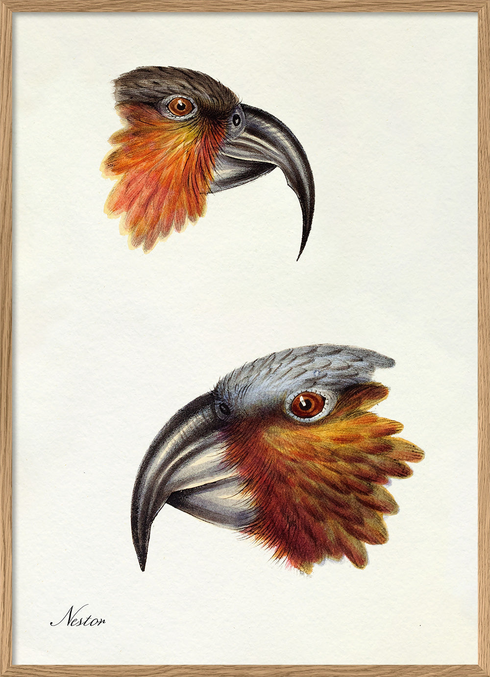 Nestor - Parrot – The Dybdahl Co.