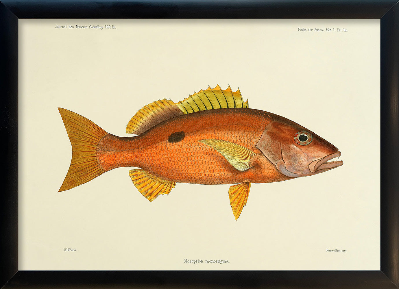 Orange Fish. Mini Print – The Dybdahl Co.