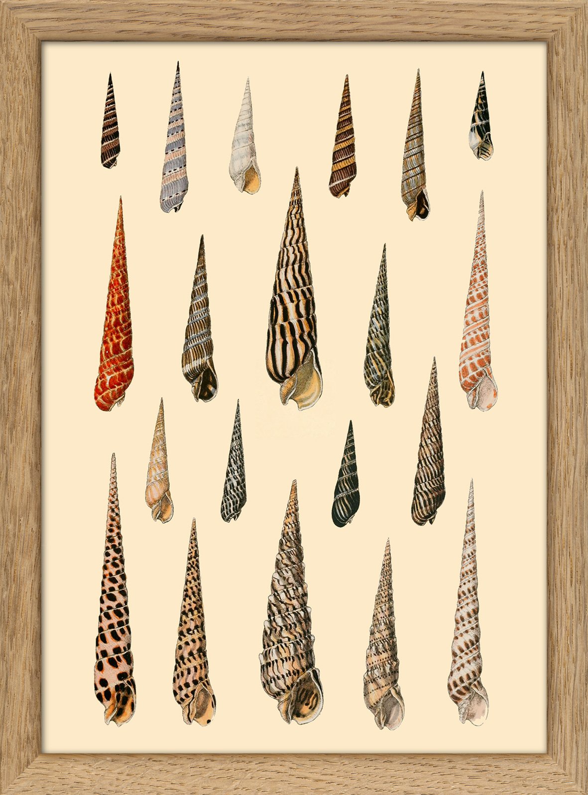 Twenty Pointy Slim Sea Shells. Mini Print – The Dybdahl Co.