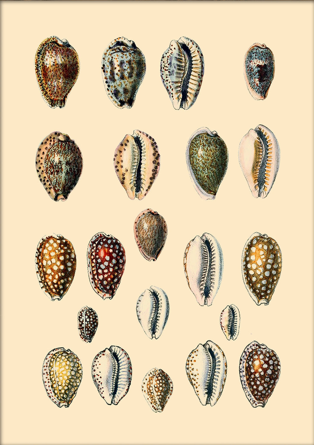 Twenty One Spotted Sea Shells. Mini Print – The Dybdahl Co.