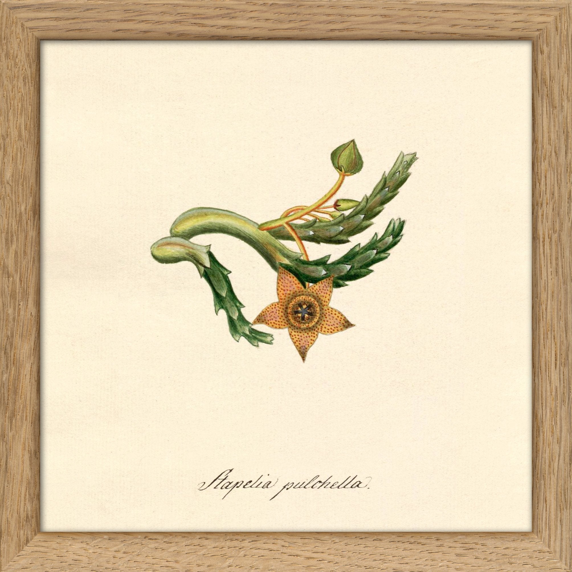Stapelia Pulchella. Mini Print – The Dybdahl Co.