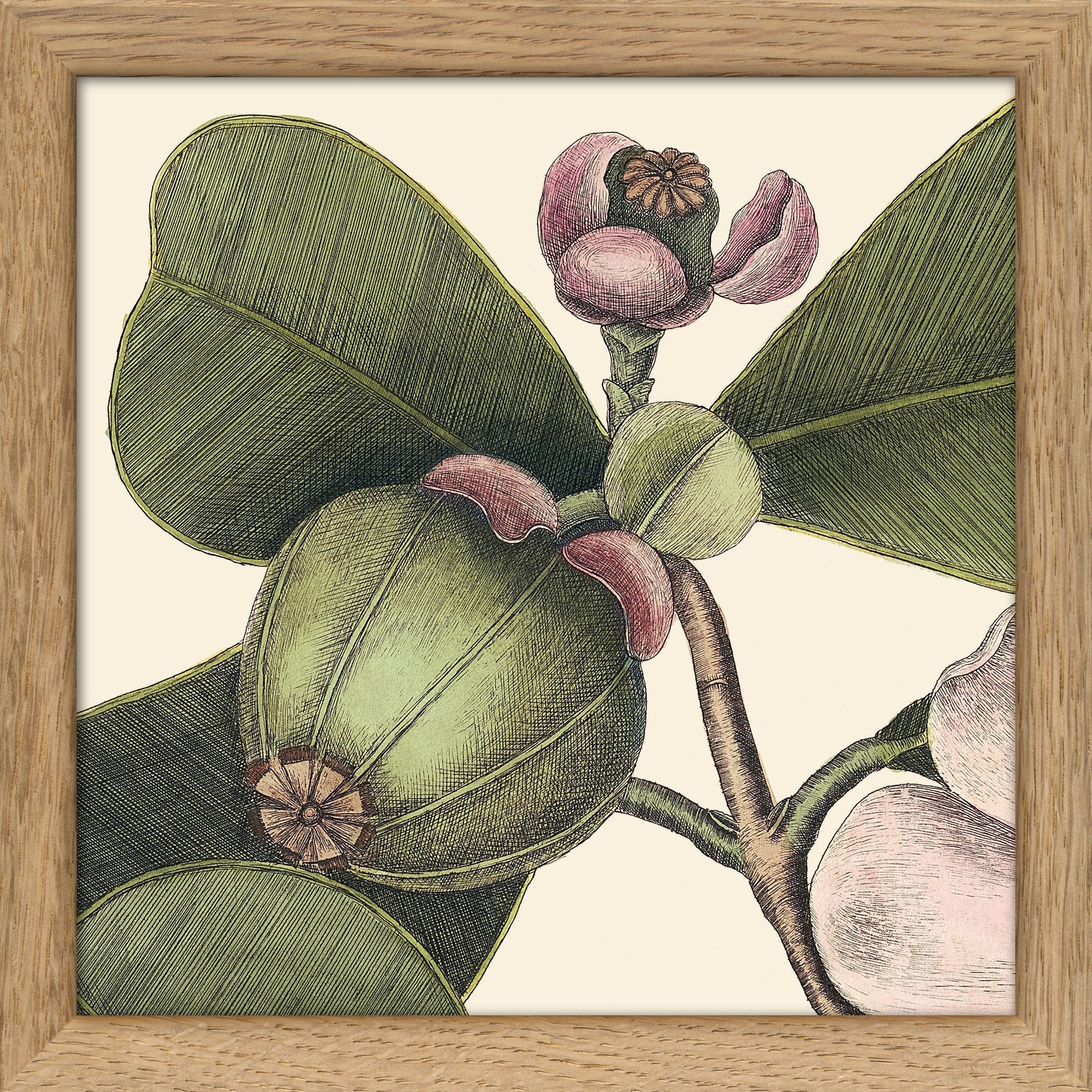 Balsam Tree Close Up. Mini Print – The Dybdahl Co.
